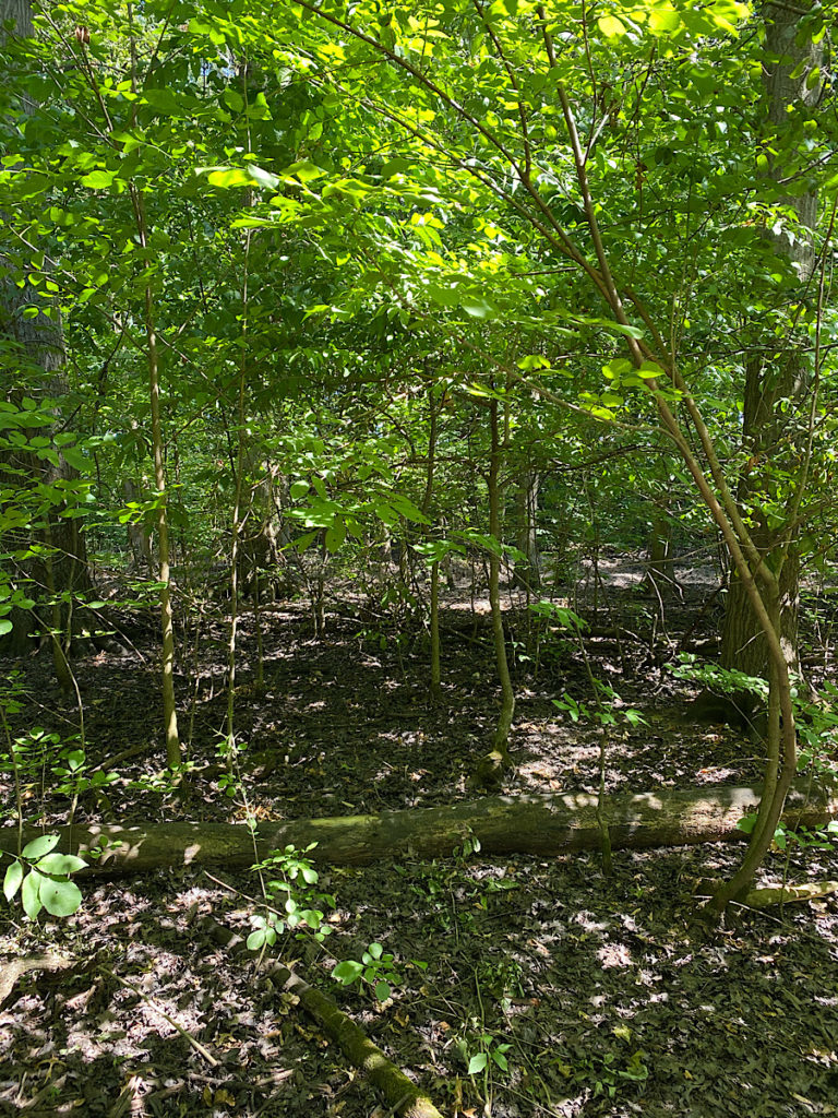 Creating Outdoor Spaces | Clearing Outdoor Space In The Woods