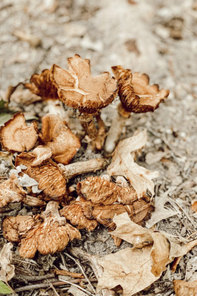 Fire Pit Decorated For Fall | The Best Outdoor Fall Decor