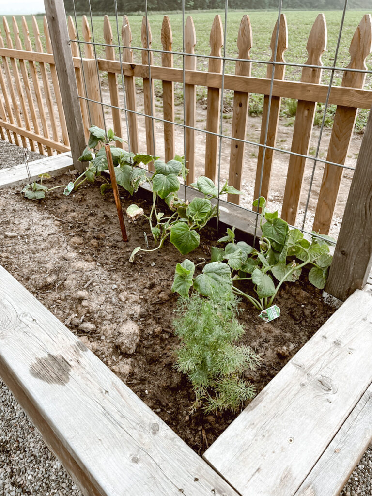Updates of our Vegetable Plants using Electroculture - Deb and Danelle