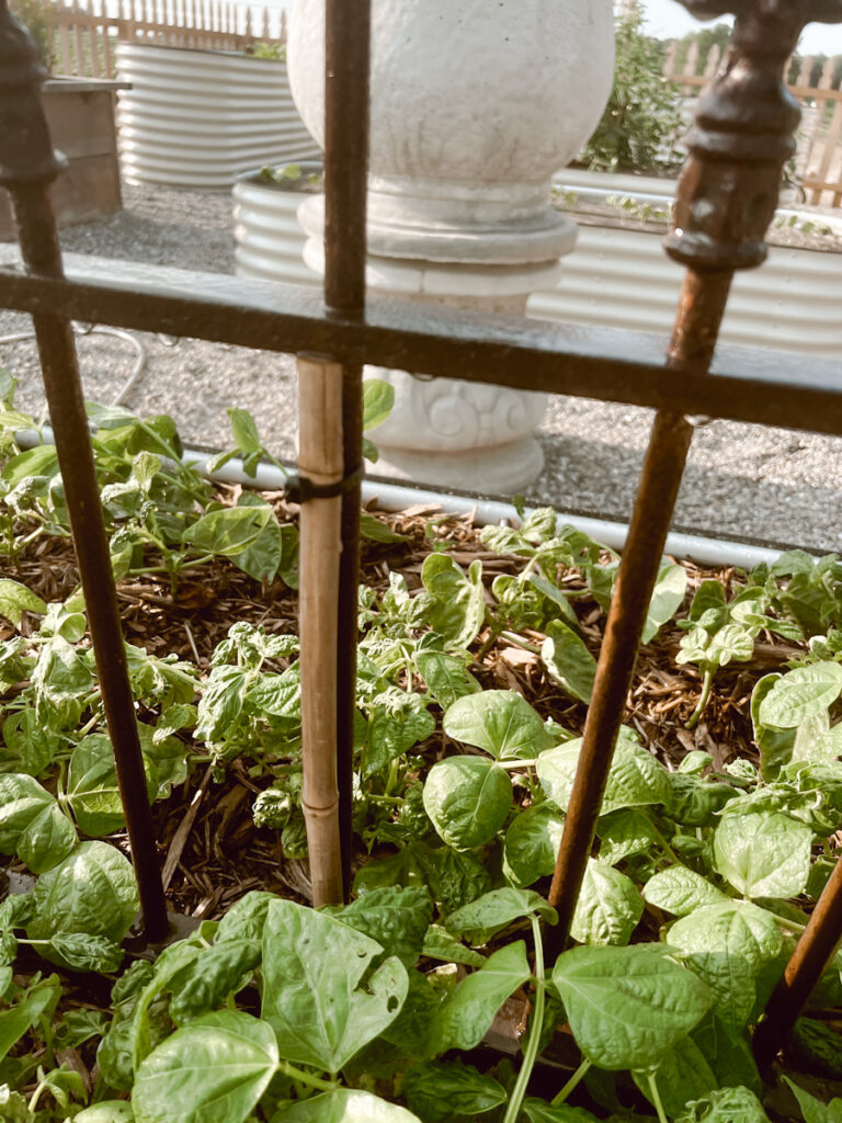 Antique Trellis Idea - Deb and Danelle